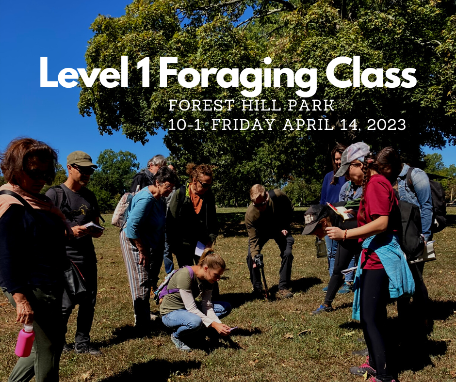 Level 1 Foraging